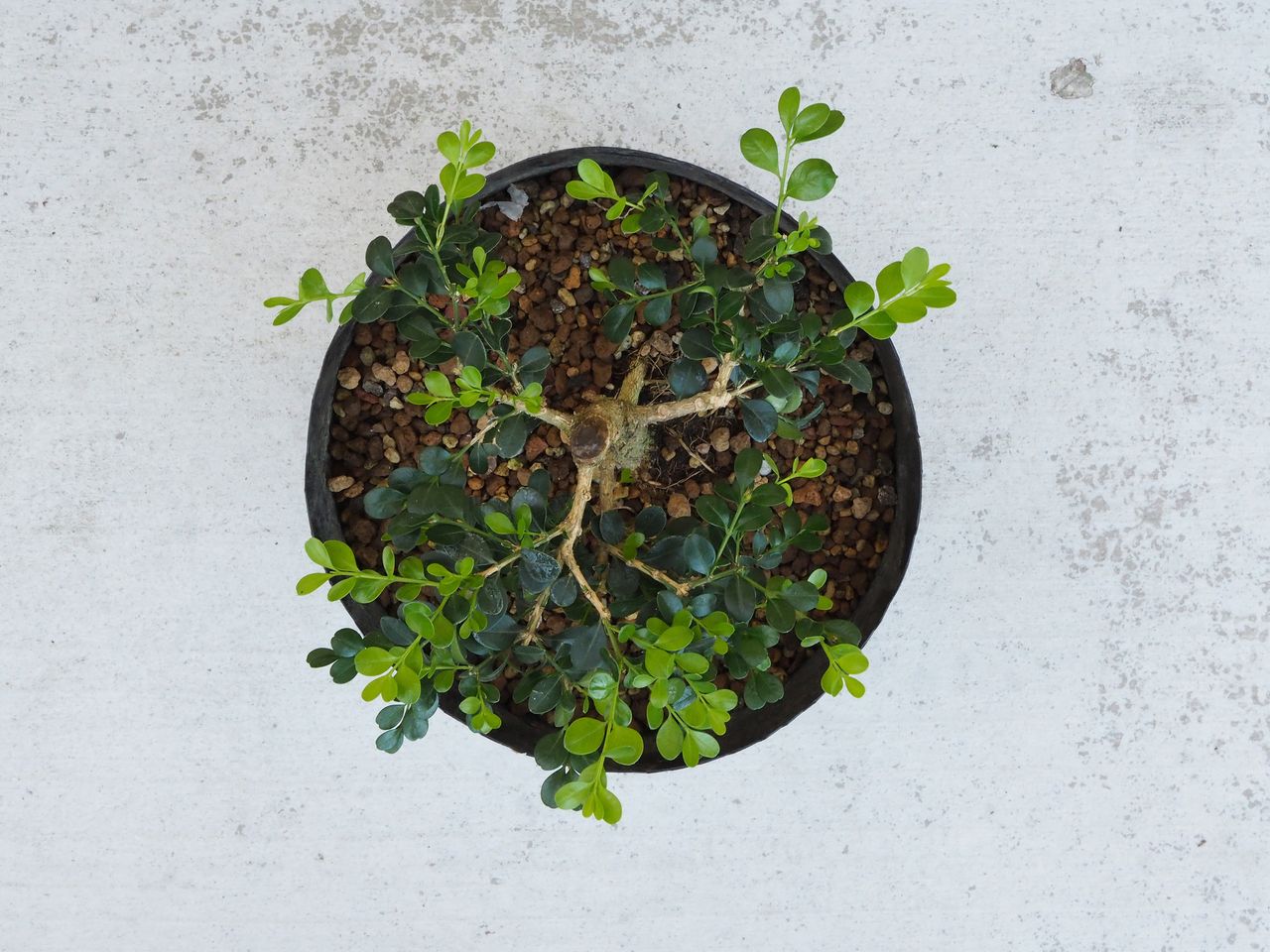 My trees - macwright.com